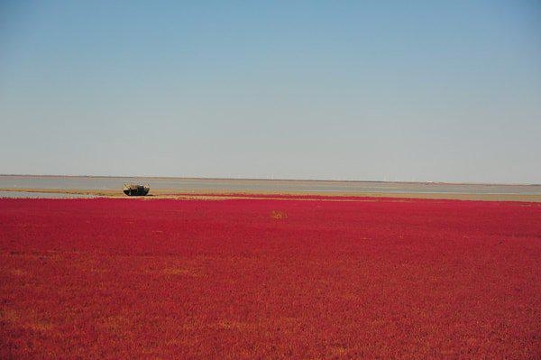 Among Nine Largest Flower Seas in China | ChinaFlower214